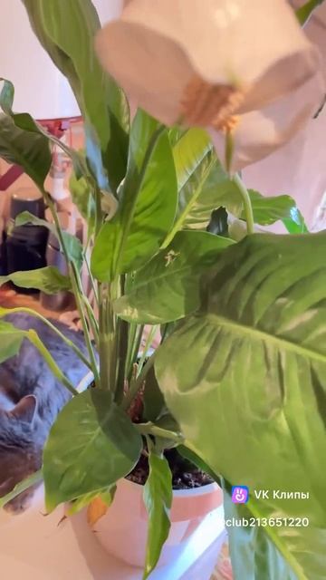 Расцвёл и весь дом в аромате