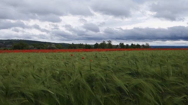 Поле пшеницы и маков