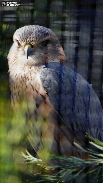 Дербник. Ленинградский зоопарк