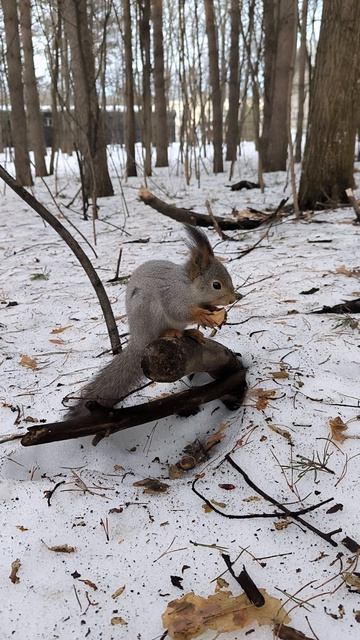 Белка ест грецкий орех из скорлупки