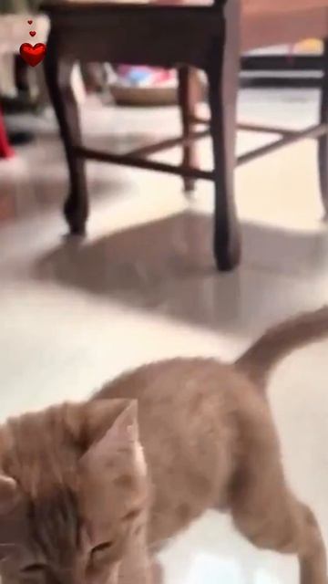 Хрясь по морде.😻Веселые котики. Коты хулиганы! Невероятные трюки! #кот #хулиган #трюк #смех #short