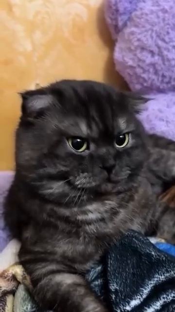 Культурный кот 😺