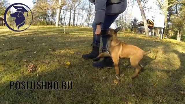 Как правильно ДРЕССИРОВАТЬ ЩЕНКА?