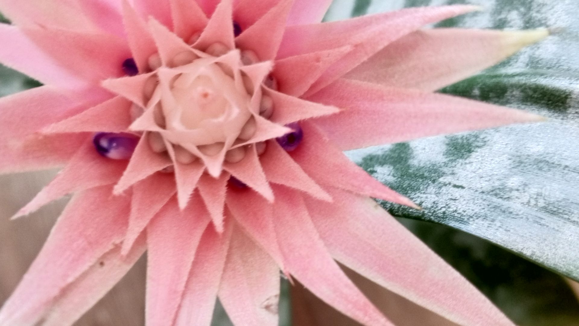 Как легко размножить комнатные растения