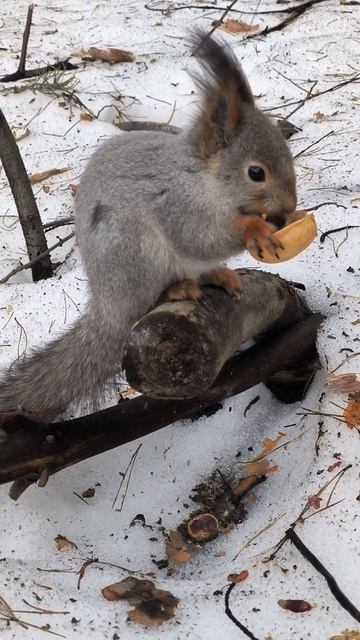 Белка держит в лапках грецкий орех