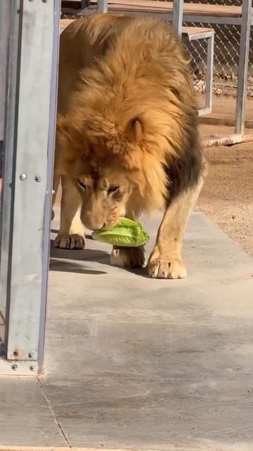 Когда на завтрак салат, а ты настоящий хищник
