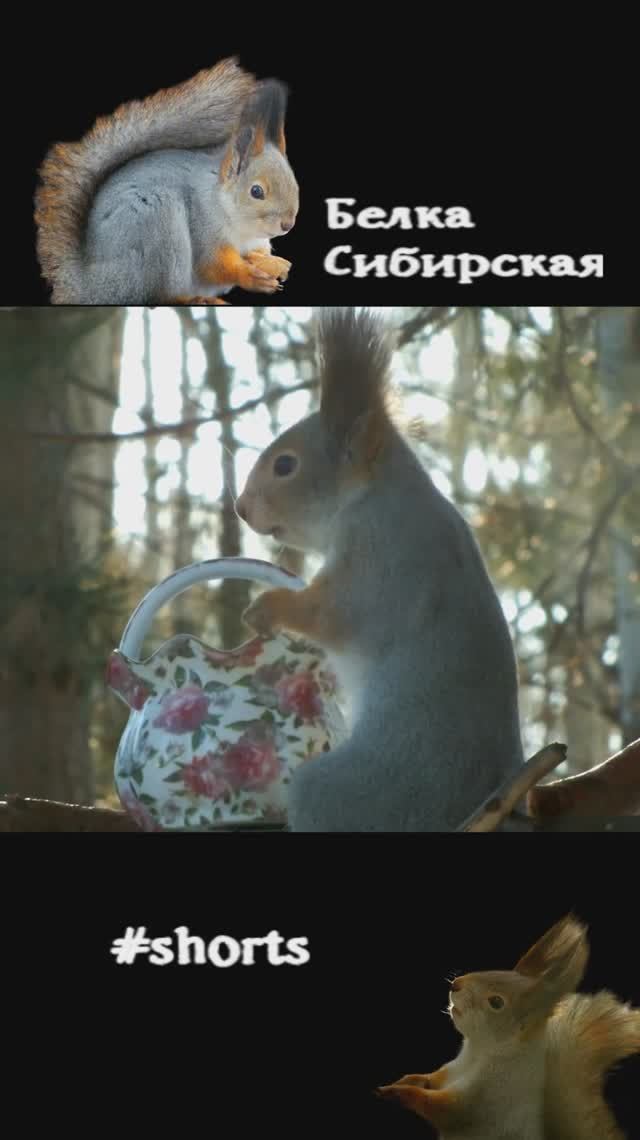 Белка на кормушке весенним утром