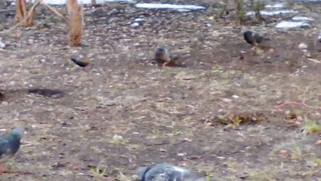 Скворец обыкновенный - интересные факты об этих замечательных птицах.