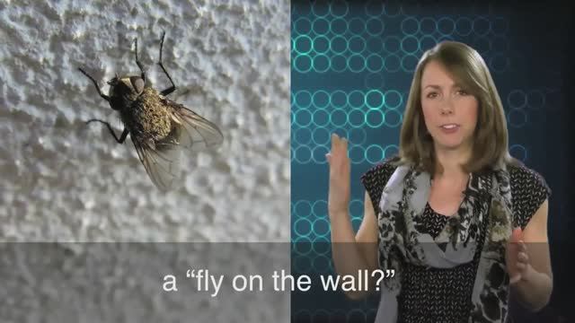 fly on the wall