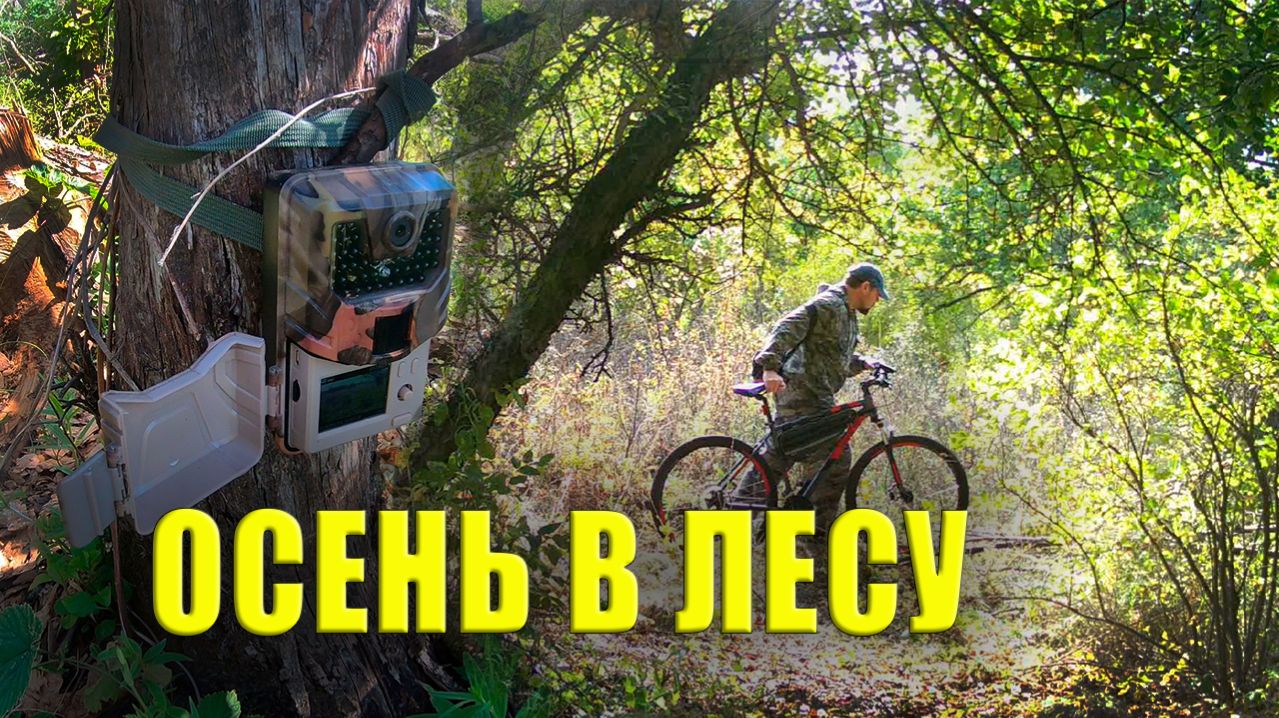 Гон у ЛОСЕЙ В лес пришла ОСЕНЬ Проверка ФОТОЛОВУШЕК