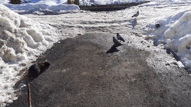 Котик Тишка на прогулке.