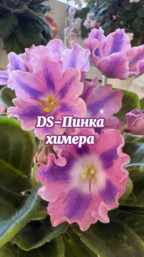 DS-Пинка, химера