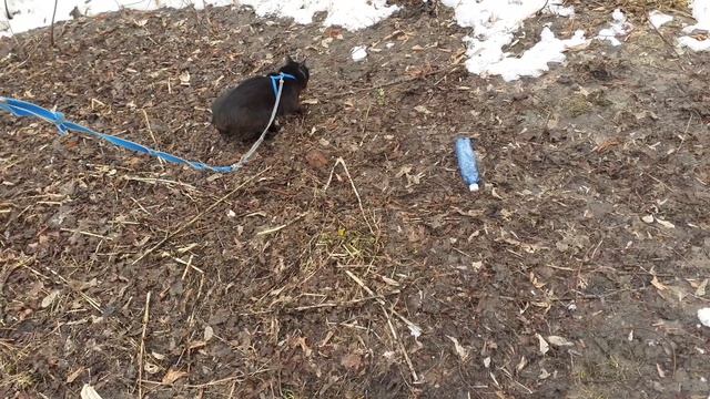 Мимо соседнего дома.