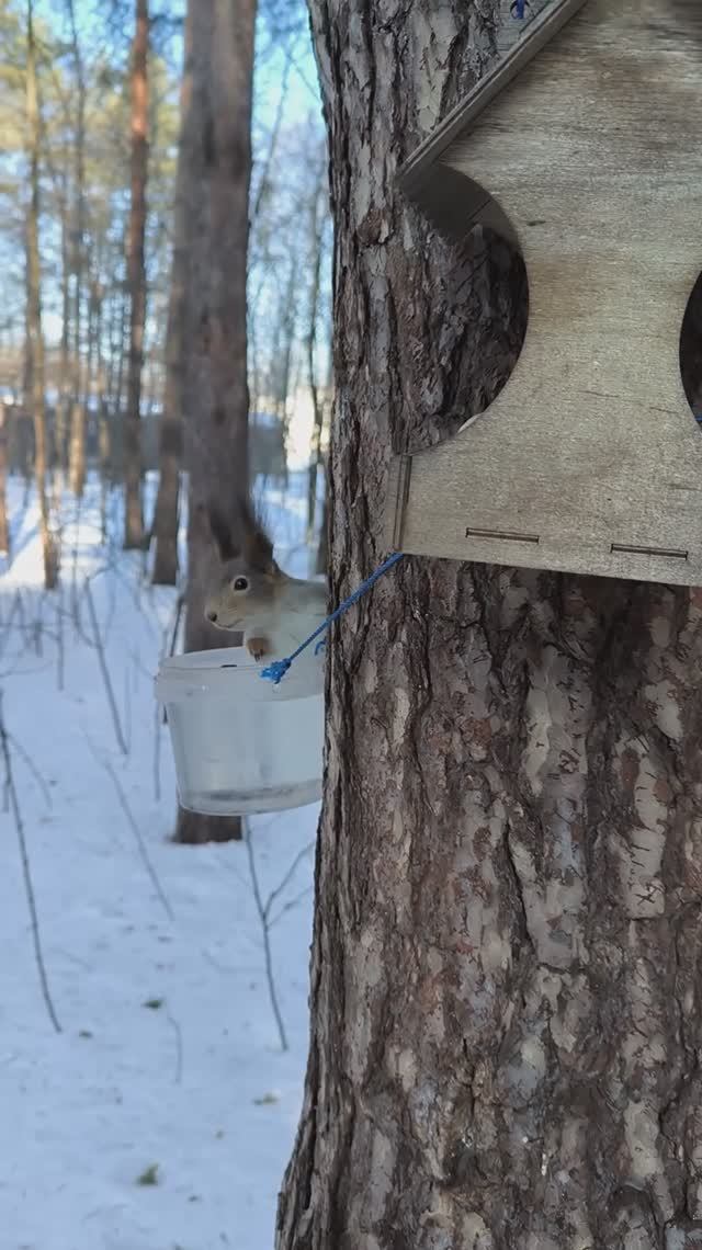 Весна. Белка пьет из поилки талую водичку