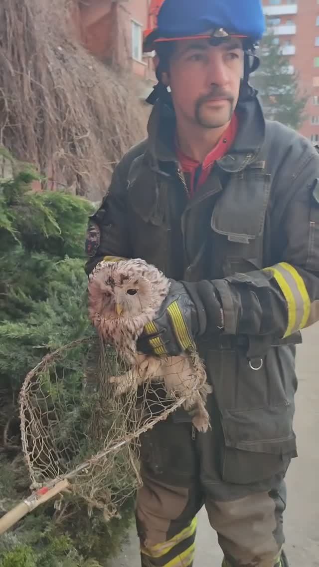 Сова Неясыть 27.03.2026