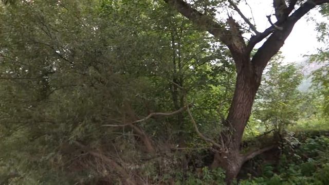 Утро не реке с собачкой