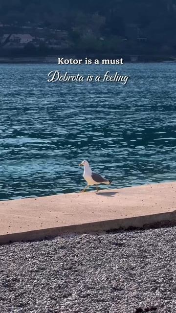 Котор, Черногория 🇲🇪