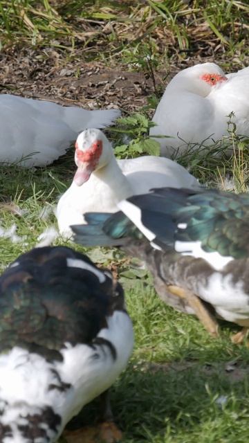 Танай. Бурундуки уточки  и лапа медведя