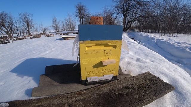 В каком улье лучше зимовка пчел ? ППС или ДЕРЕВО ???