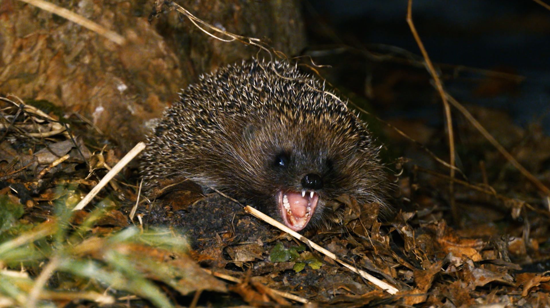 Дикие выходные с Павлом Глазковым. 28 марта