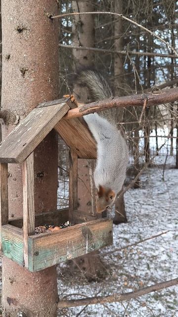 Белка на крыше кормушки