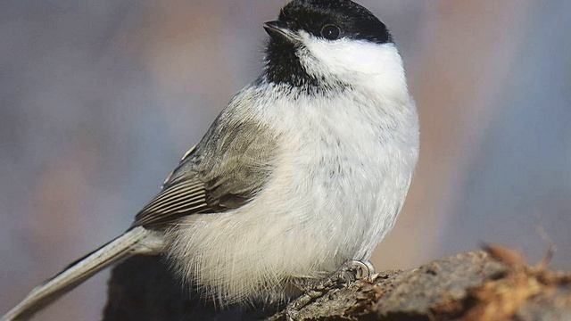 Звуки природы. Пение птиц. Гаичка черноголовка летом в деревне