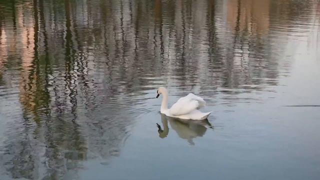 Лебединое озеро