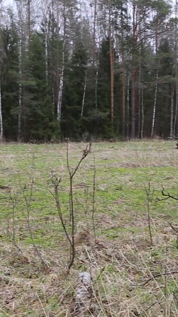 Еще немного и все расстает #shorts #скоровесна #другаяжизнь #metaldetecting #леснойкоп