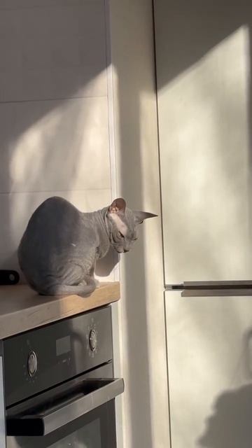 Сфинкс петерболд котики смешные видео животные