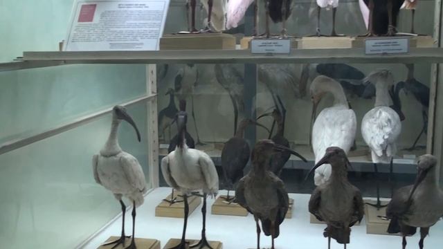 Зоологический музей в Санкт-Петербурге