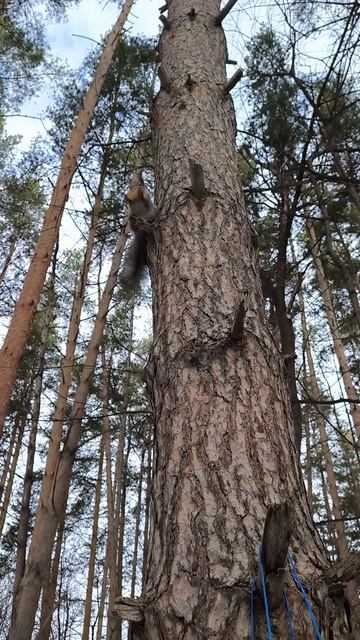 Белка унесла грецкий орех