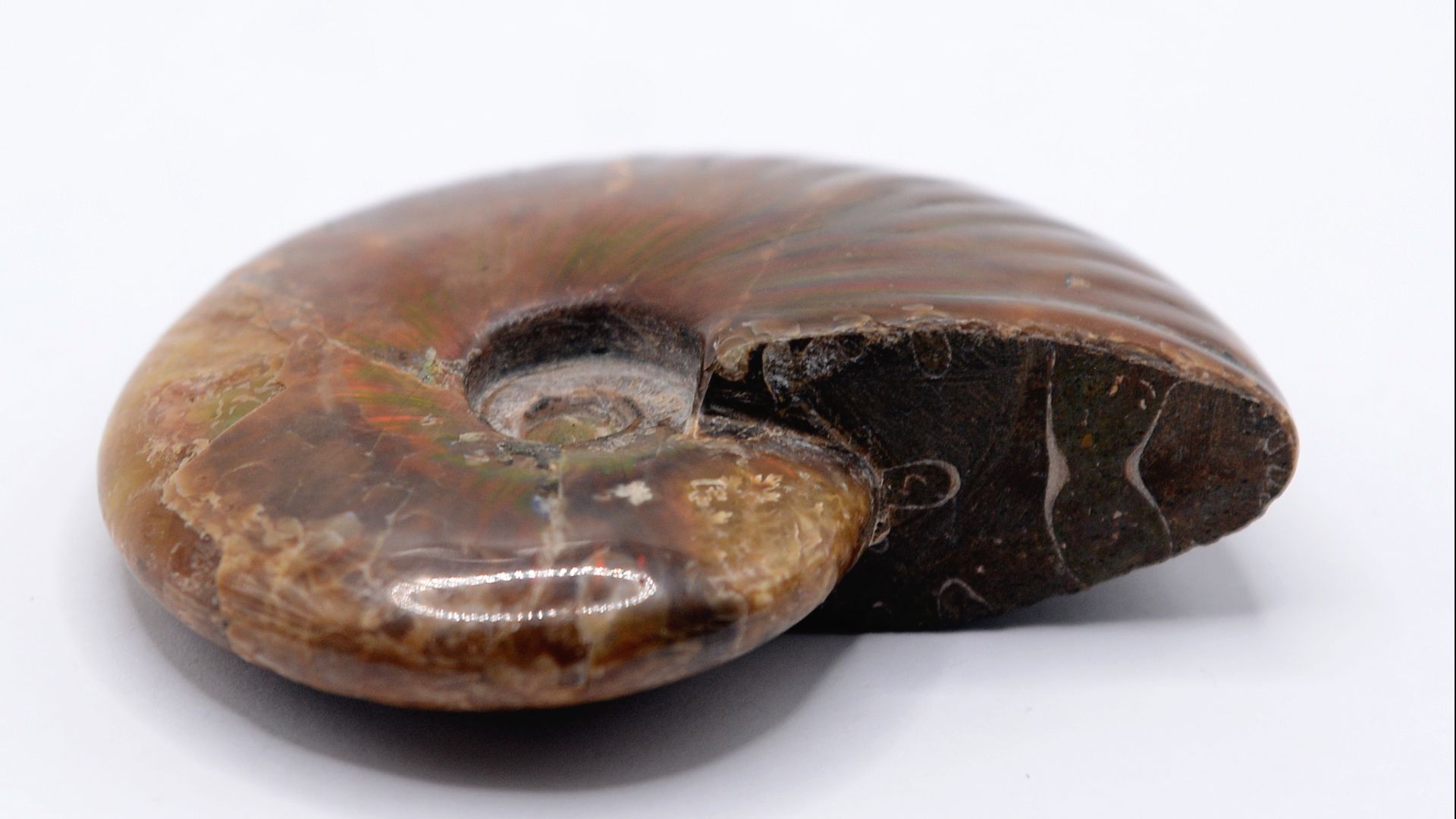 Аммонит: Cleoniceras fire (Мадагаскар)