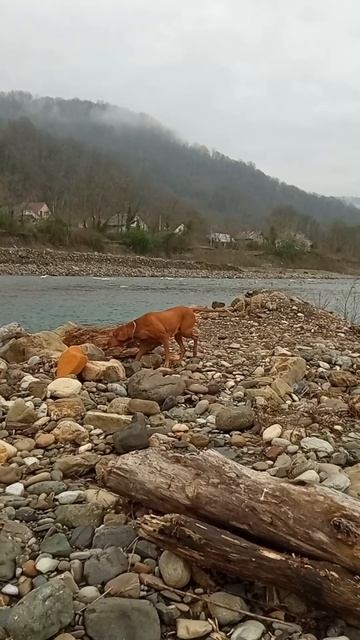 Река Сочи, село Пластунка #sochi