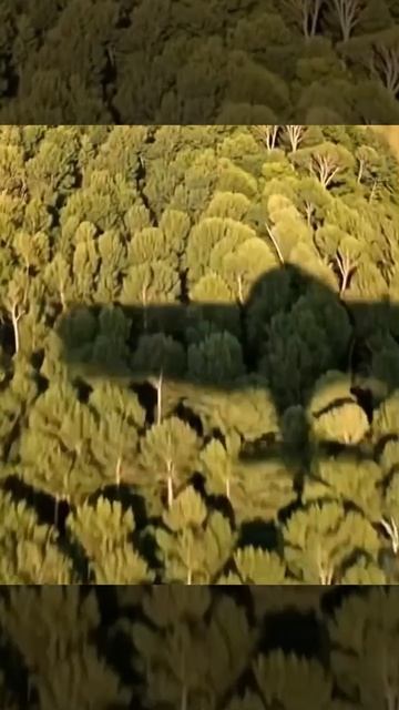 Зачем в СССР сажали тополя вдоль дорог