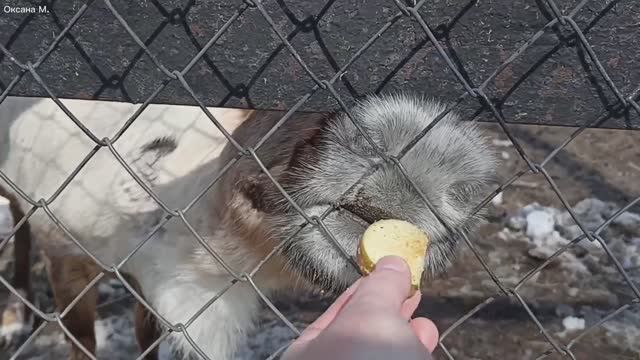 Яблочки любят, а морковь нет. Олени и капибары Удивительные животные.mp4