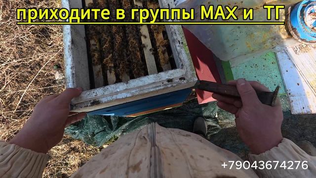 ответы на вопросы по приобретениям Пчело пакетов