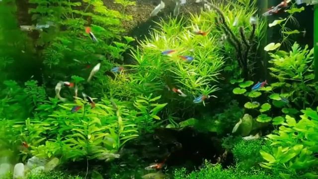 Нежный и крепкий СОН, глубокий релакс и успокоение нервной системы..