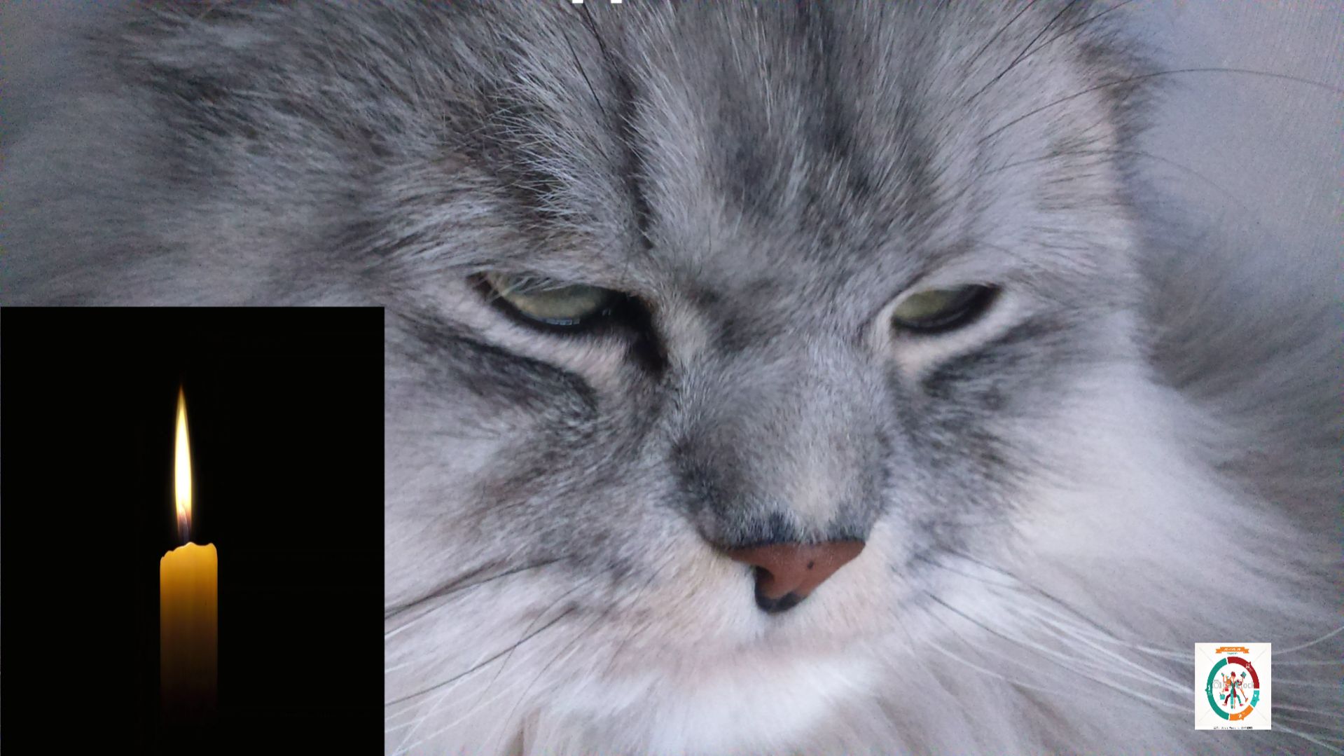 Кот Елисей . Мо котейка- Елисейка. 23.03.2013г-27.03.2026г