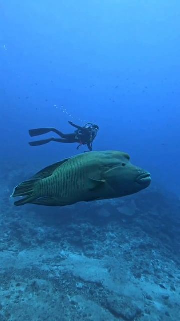 ЗОЛОТАЯ РЫБКА...