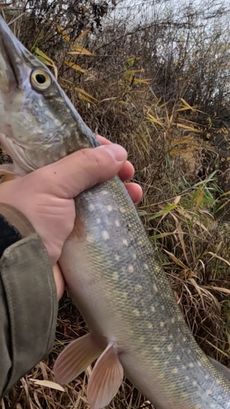 щука на джиг с берега