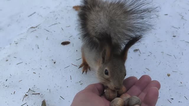 Все пять белок в ельнике благополучно перезимовали