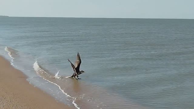 Почистим пёрышки и полетели... Азовское море, август 2025