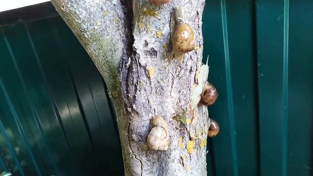 Улитки гиганты на пенечке в садочке