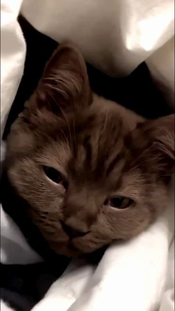 Футаж КОРИЧНЕВЫЙ КОТ № 521