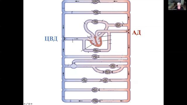 Лекция 17. Нормальная физиология для ИКМ и ИМД. Гемодинамика. Кузнецова Т.Е.