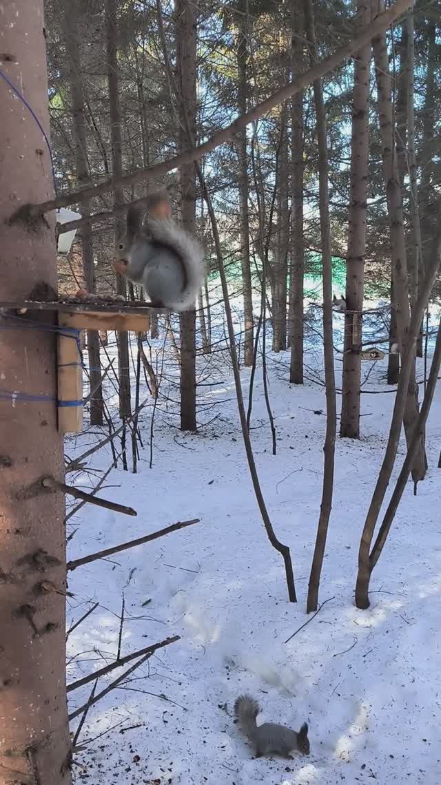 Кормлю белок в ельнике