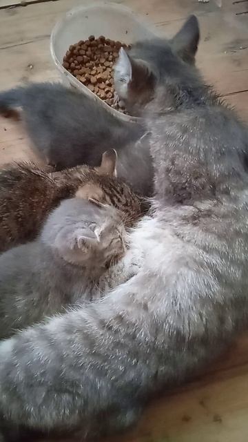 Котята пьют молочко пока Мурка ест корм