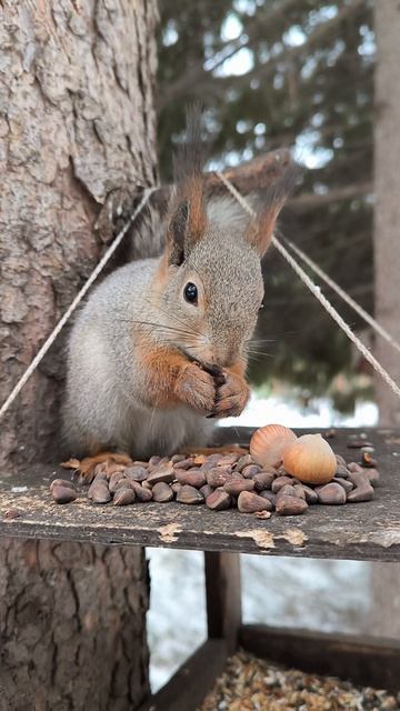 Белка заглядывает в объектив