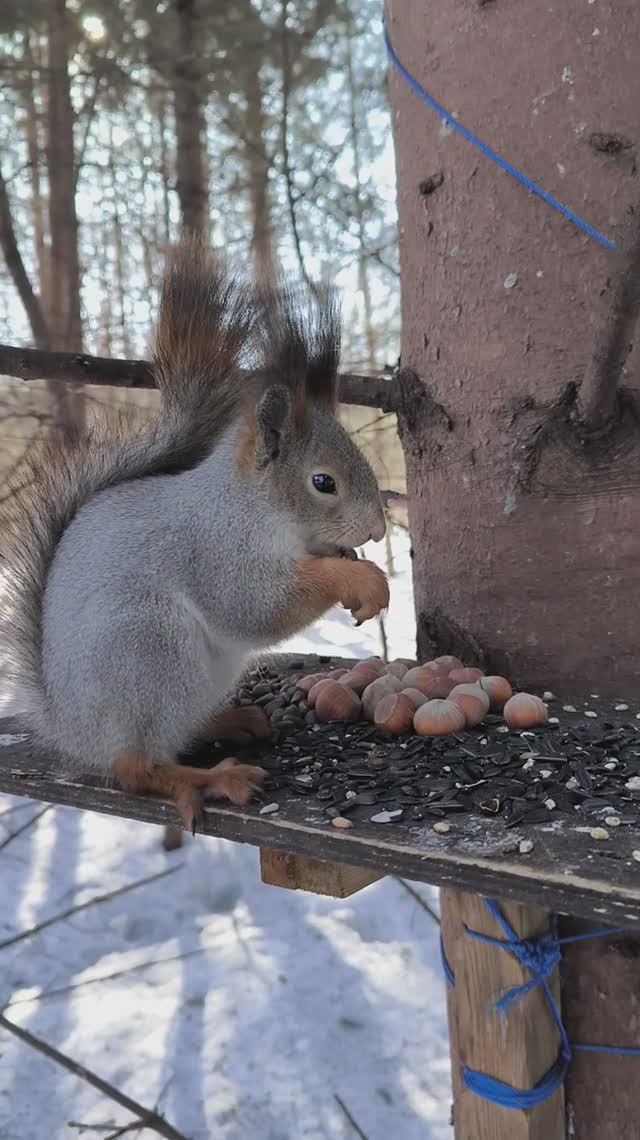Всем белкам достались орешки