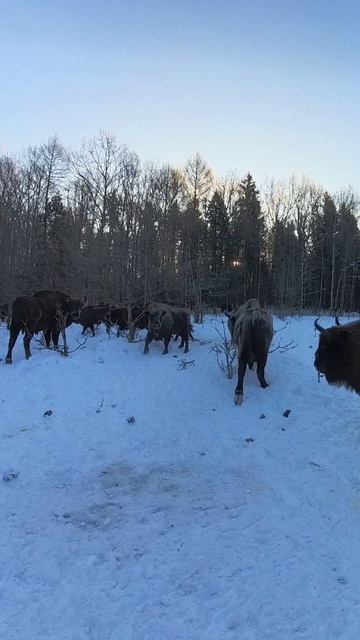 Зубры идут на рассвет!